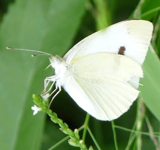 The Greenbelt: How many legs does a butterfly have?