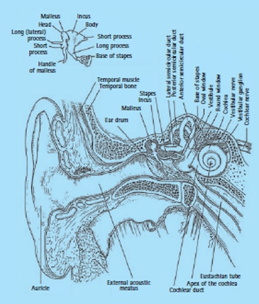 Human organs: Ear