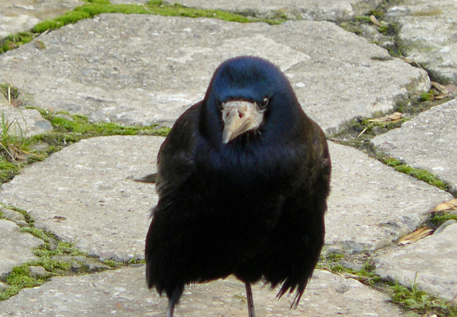 lubię jak nic ...: gawron