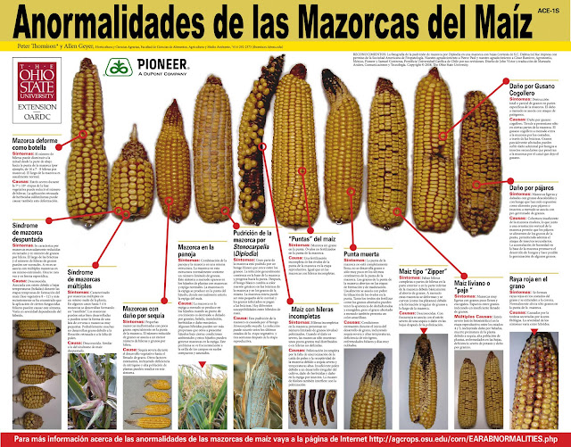 Agronomía: Anormalidades de las Mazorcas de Maiz.