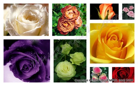 Ika: Jenis Tanaman Bunga Mawar