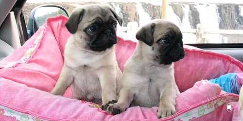 Jimmy The Pug: Minhas Origens - Parte 1