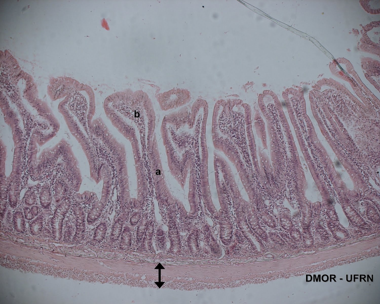 Ciências Morfológicas - UFRN: Intestino Delgado