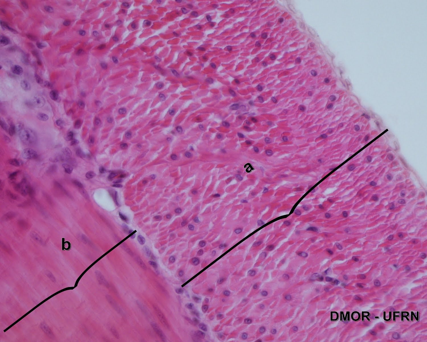 Ciências Morfológicas - UFRN: Intestino Delgado