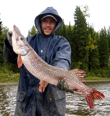 Comme un poisson dans l'eau en Abitibi: Dans les pas du Géant Dormant