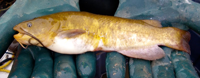 Comme un poisson dans l'eau en Abitibi: Les pieds dans l'eau... froide