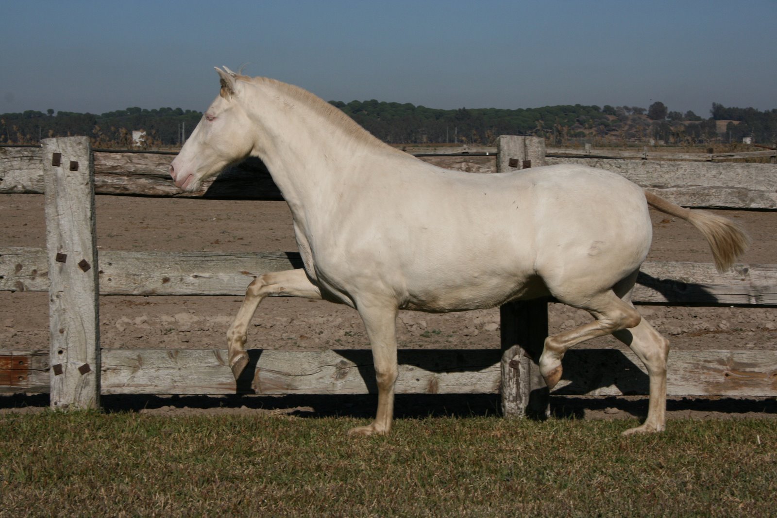Peralta-Caballos PRE venta-Yeguada Pura Raza Español y CDE-Spanish ...