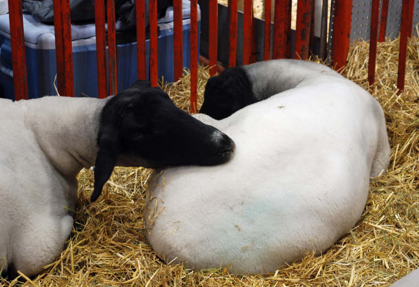 Punkin's Patch: Sheep, Sheep And More Sheep