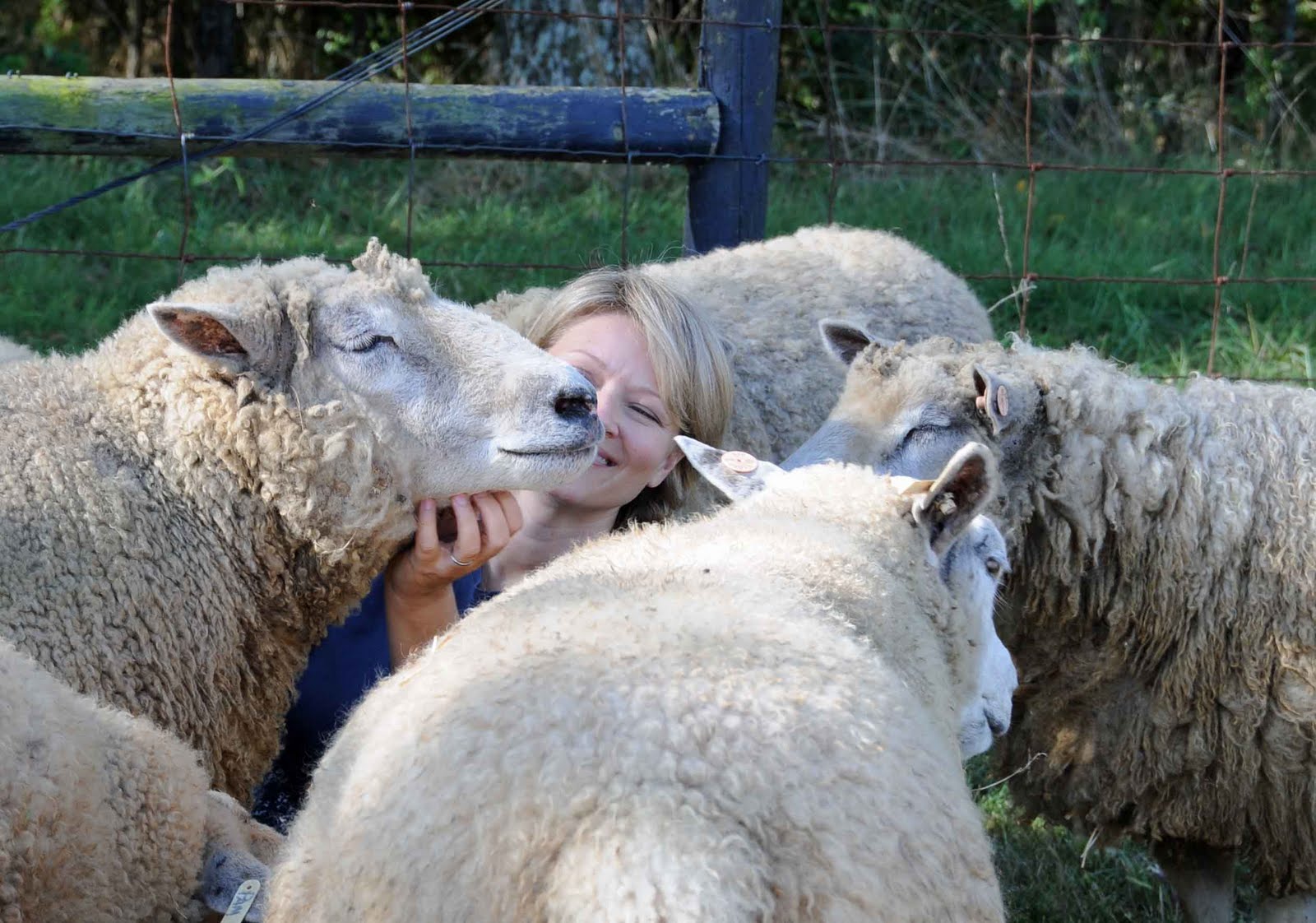 Punkin's Patch: Are You A Crazy Sheep Lady?