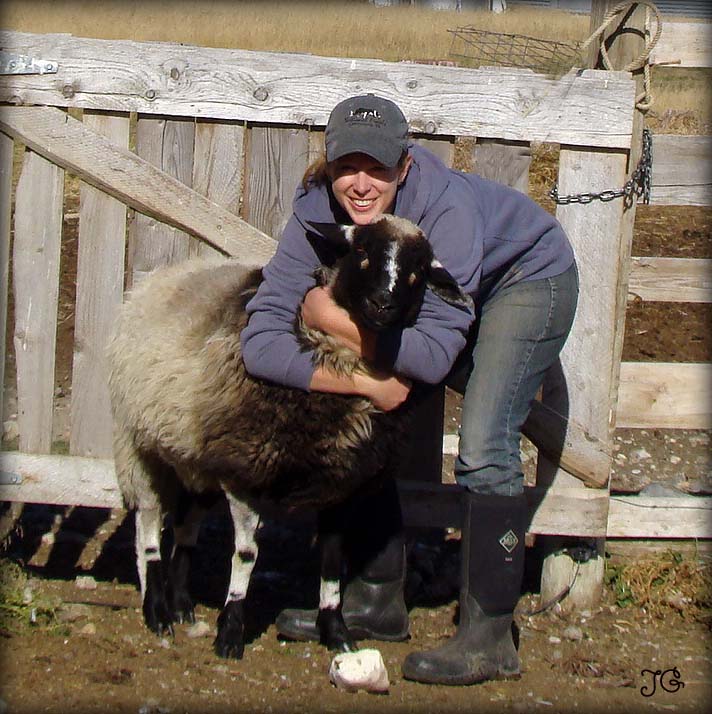 (Inter) National Hug A Sheep Day: It's Hug A Sheep Day!