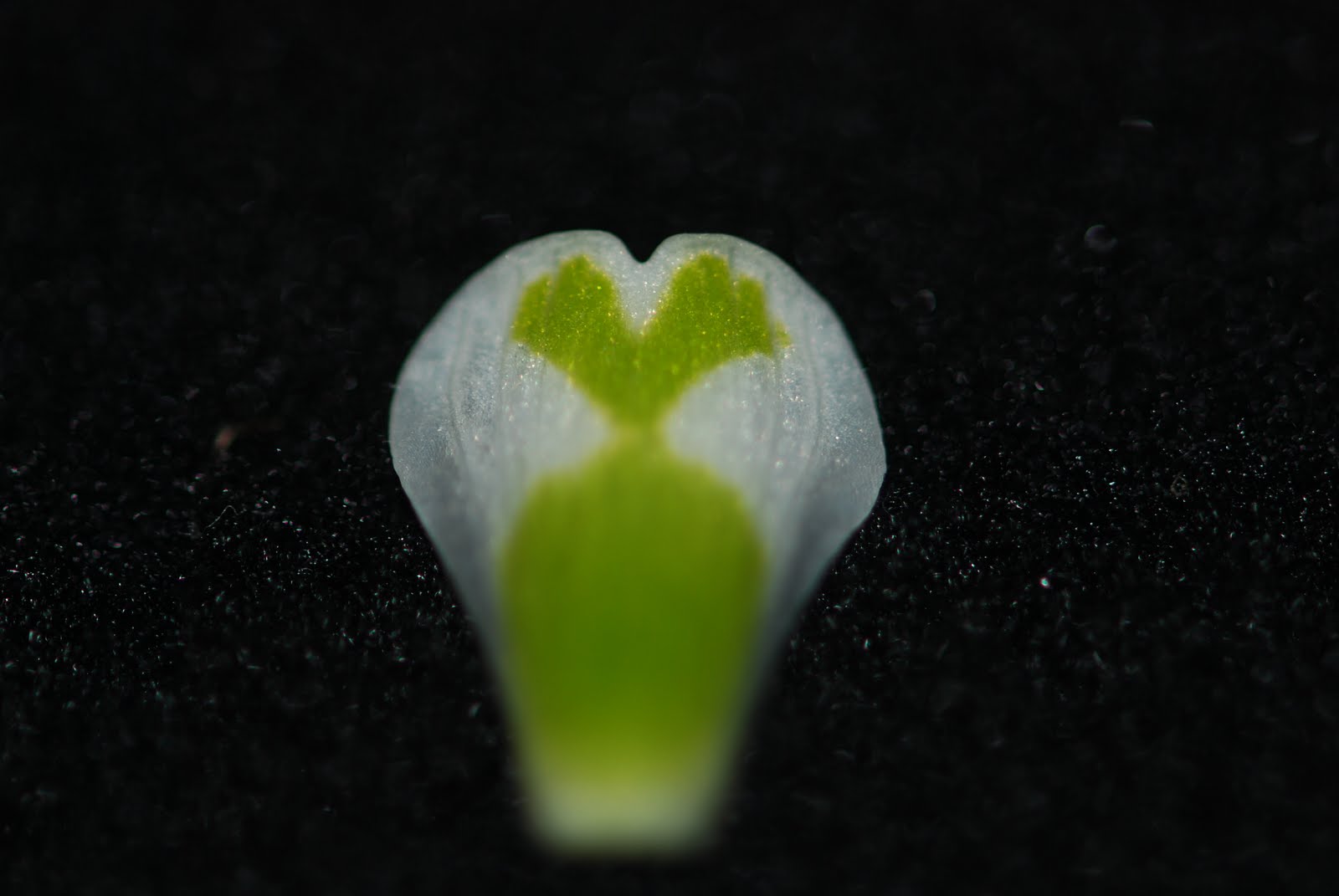 Plants and Containers: Snowdrop Petal Markings