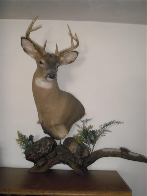 Ricks Wildlife Enhancement: Deer Mounts