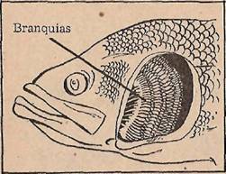 Ciencias Naturales: pagina 179