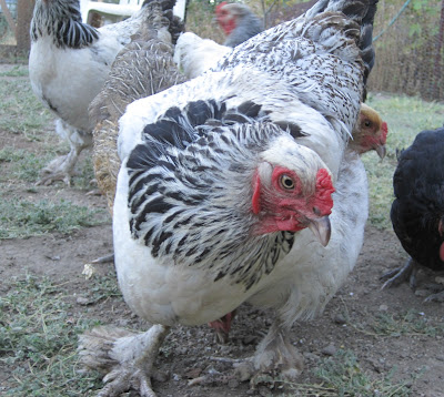 mattcooks & ashleyfarms: Meet Thelma (aka Crooked Chicken)