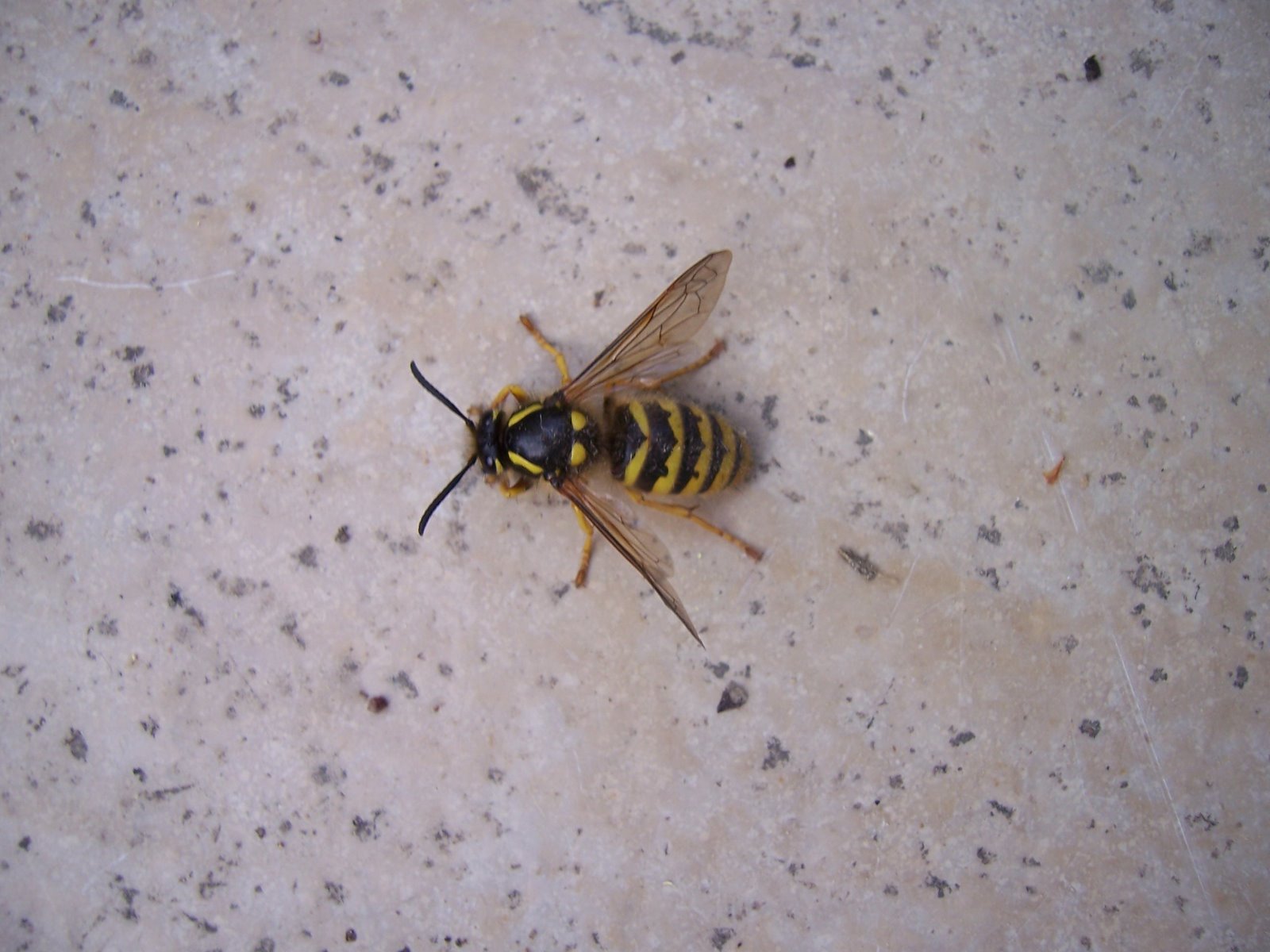 Images-Photos: Animaux