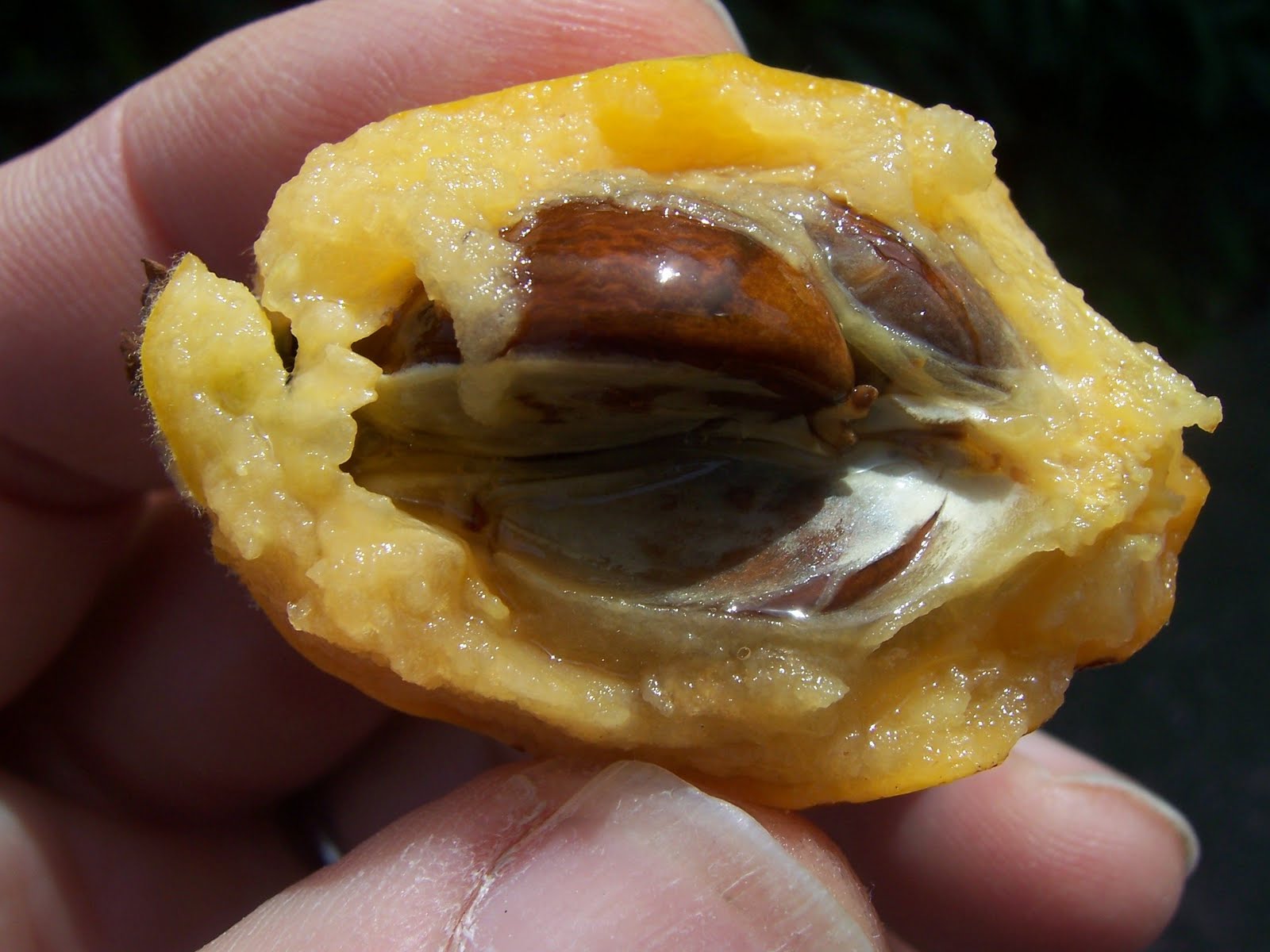 Images-Photos: Photo de nèfle et ses noyaux