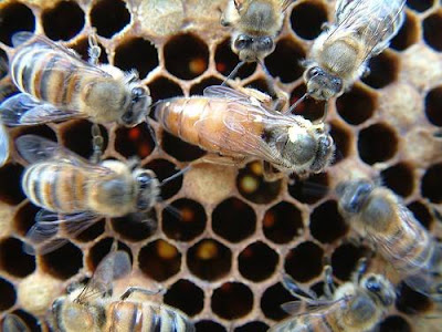 Beauty of Earth: The Life of the Queen Bee