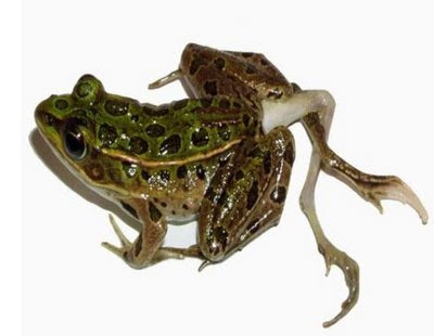 Weirdest Deformed Animals of the World | Arts