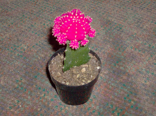 Foliage and Flowers: Awl cactus (Gymnocalycium Mihanovichii) ' Hibotan