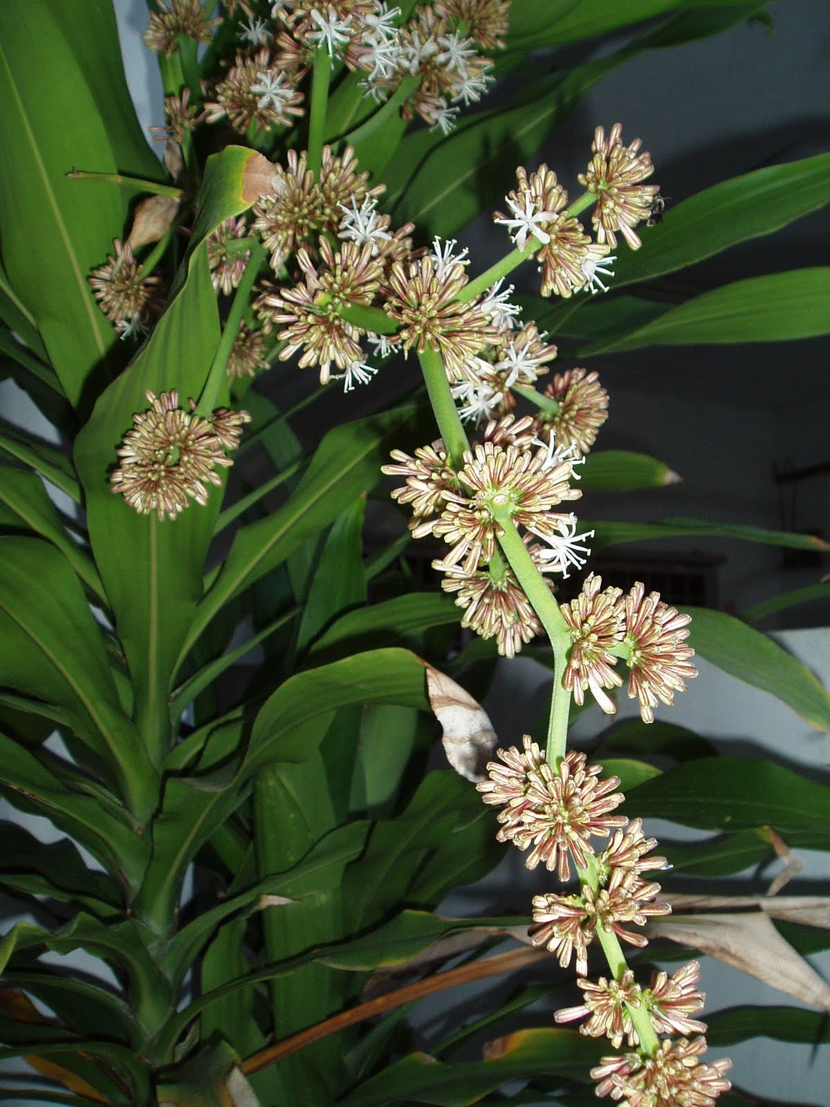 ANTHONY KHOR'S FAMILY BLOG: Iron Tree (dracaena fragrans) - first bloom ...