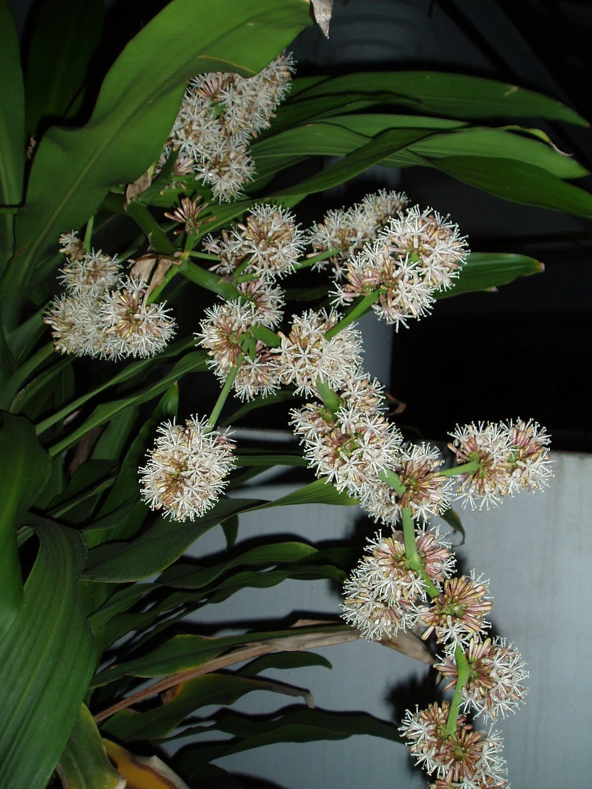 ANTHONY KHOR'S FAMILY BLOG: Iron Tree (dracaena fragrans) - first bloom ...