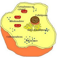 Blogg til Nam: Lekse uke 7