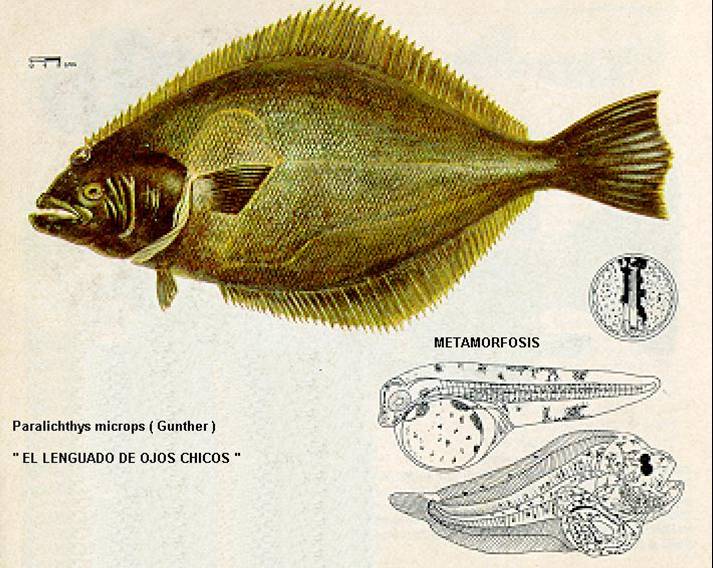 PIRAÑAS: EL LENGUADO : ESE EXTRAÑO PEZ PLANO