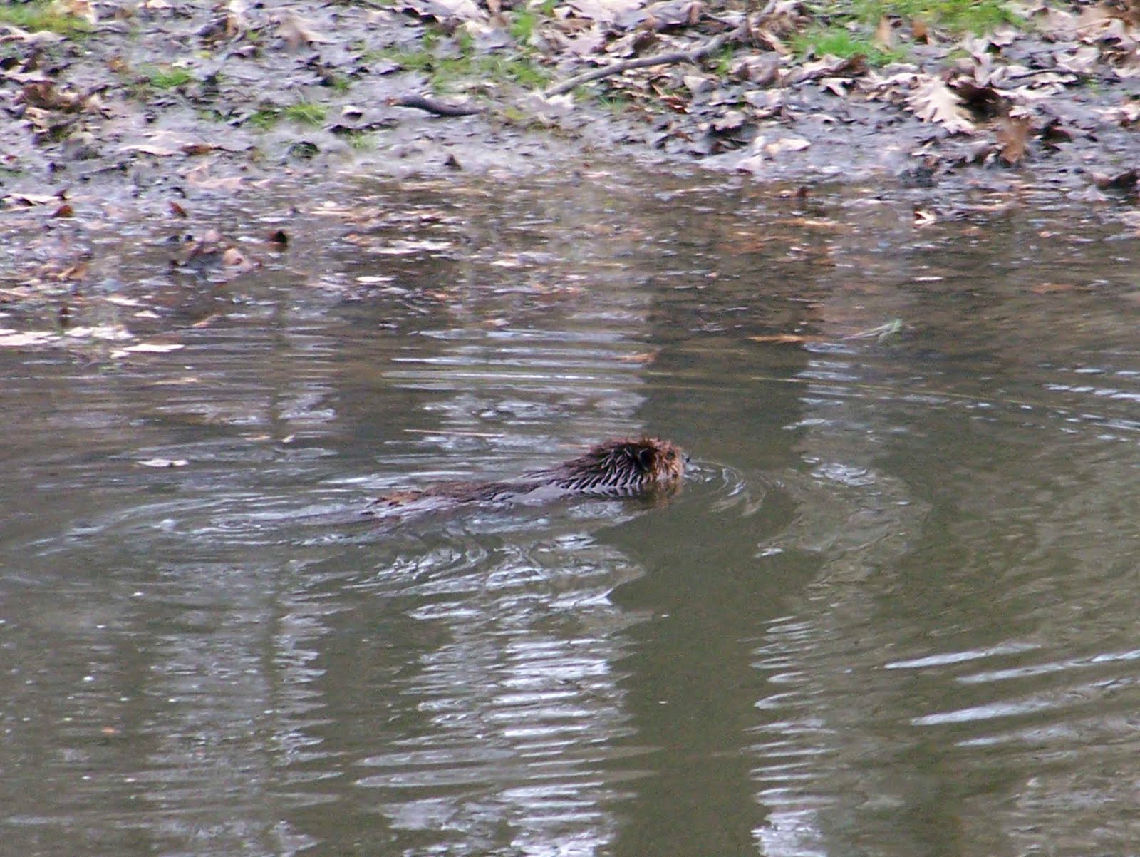 Iron Oak Farm: Beaver in the Backyard!