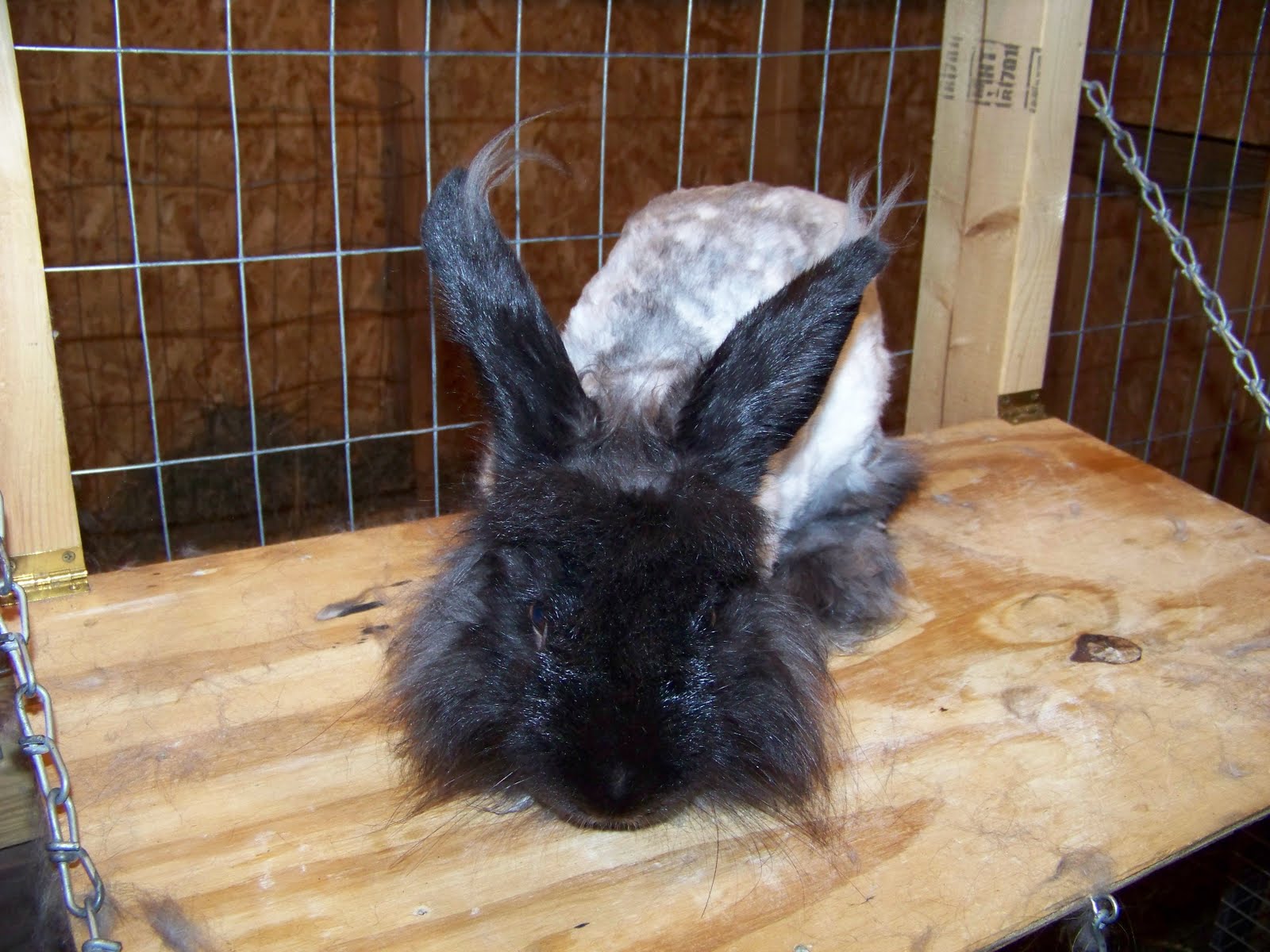 Iron Oak Farm: Shearing the Angora Rabbits