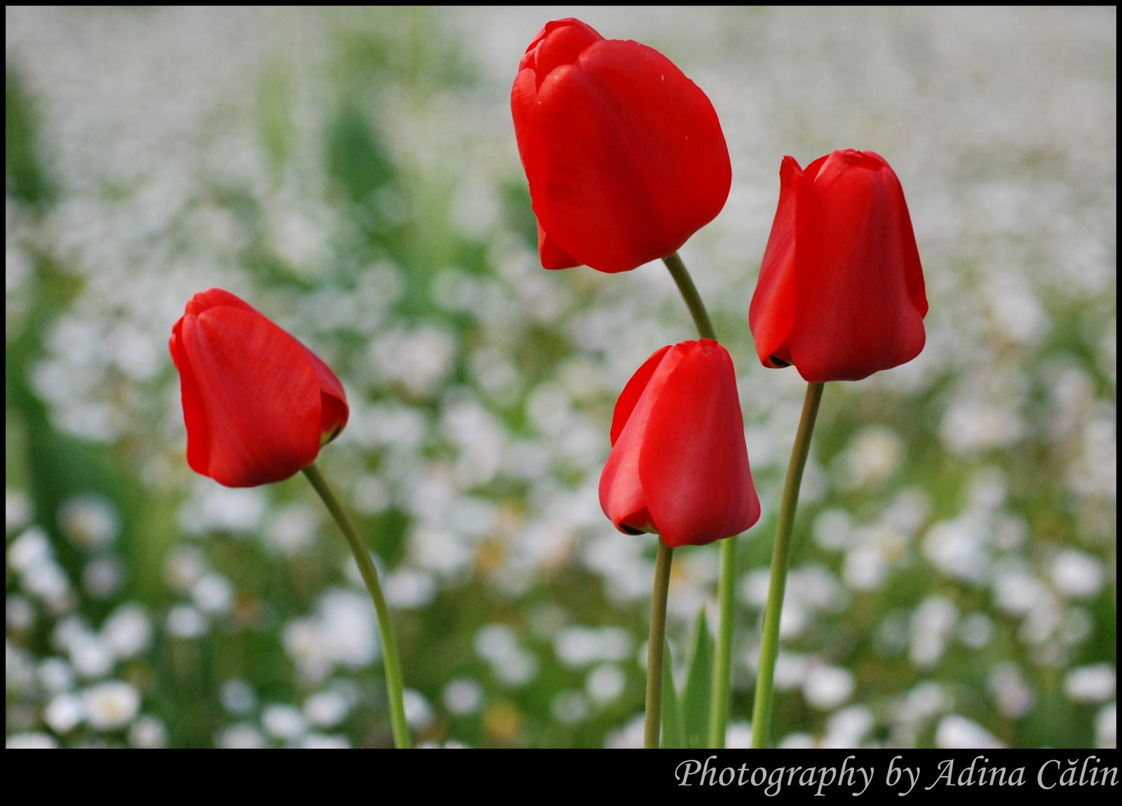 Photography by Adina C.: Flori de primăvară