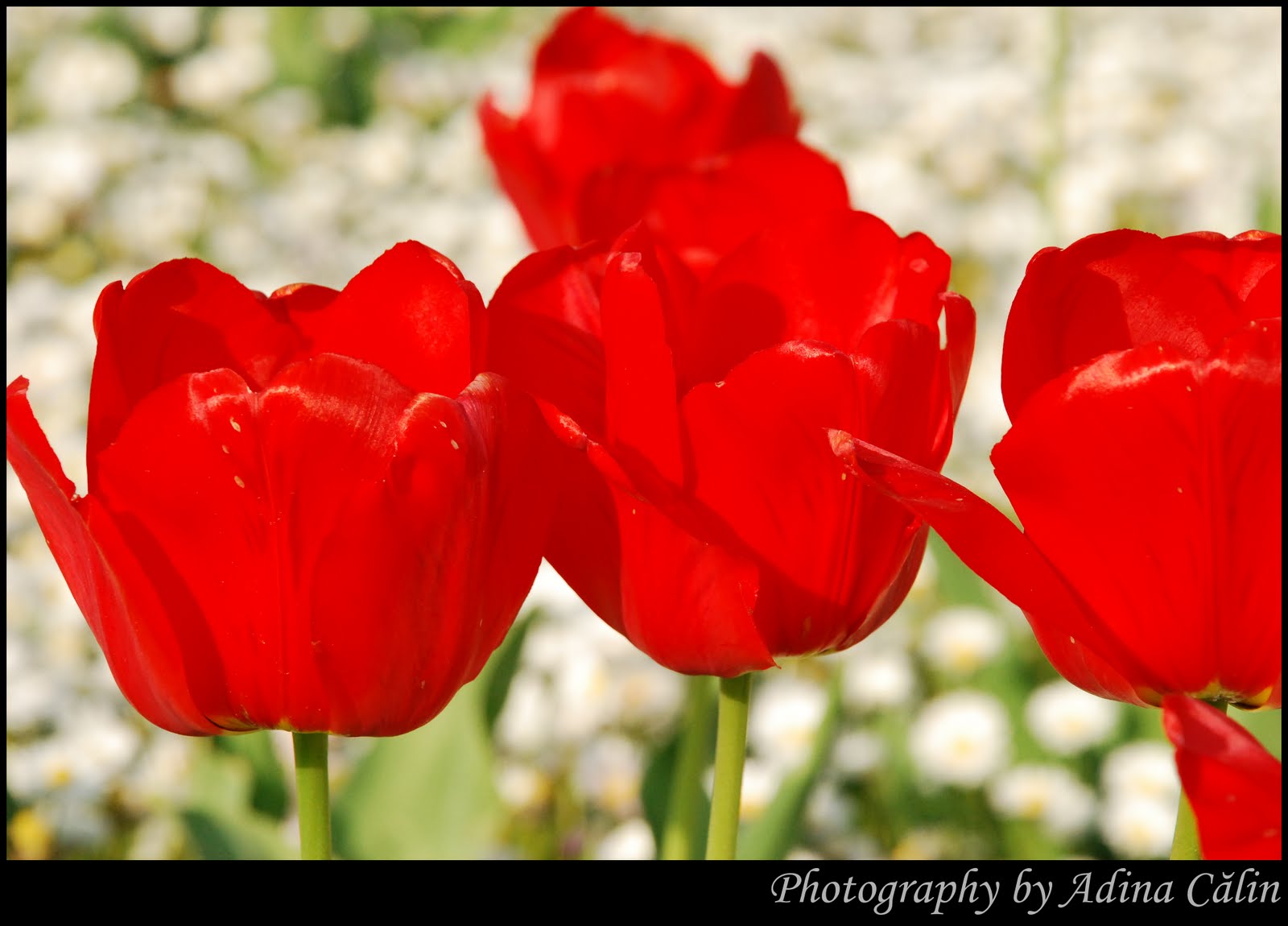 Photography by Adina C.: Flori de primăvară