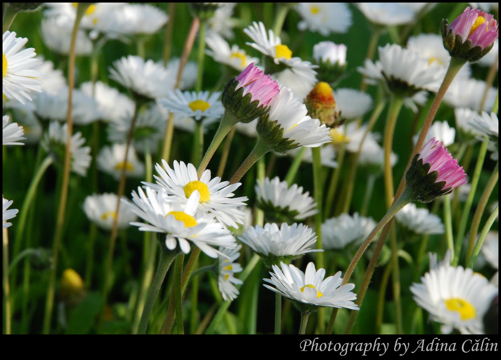 Photography by Adina C.: Flori de primăvară