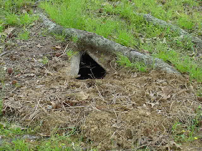 snaggle tooth: Nine Banded Armadillo Homes