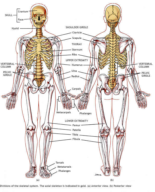 Learn The Skeletal System learn-the-skeletal-system