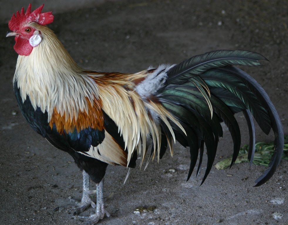 Aves de Gavião: Garnizés