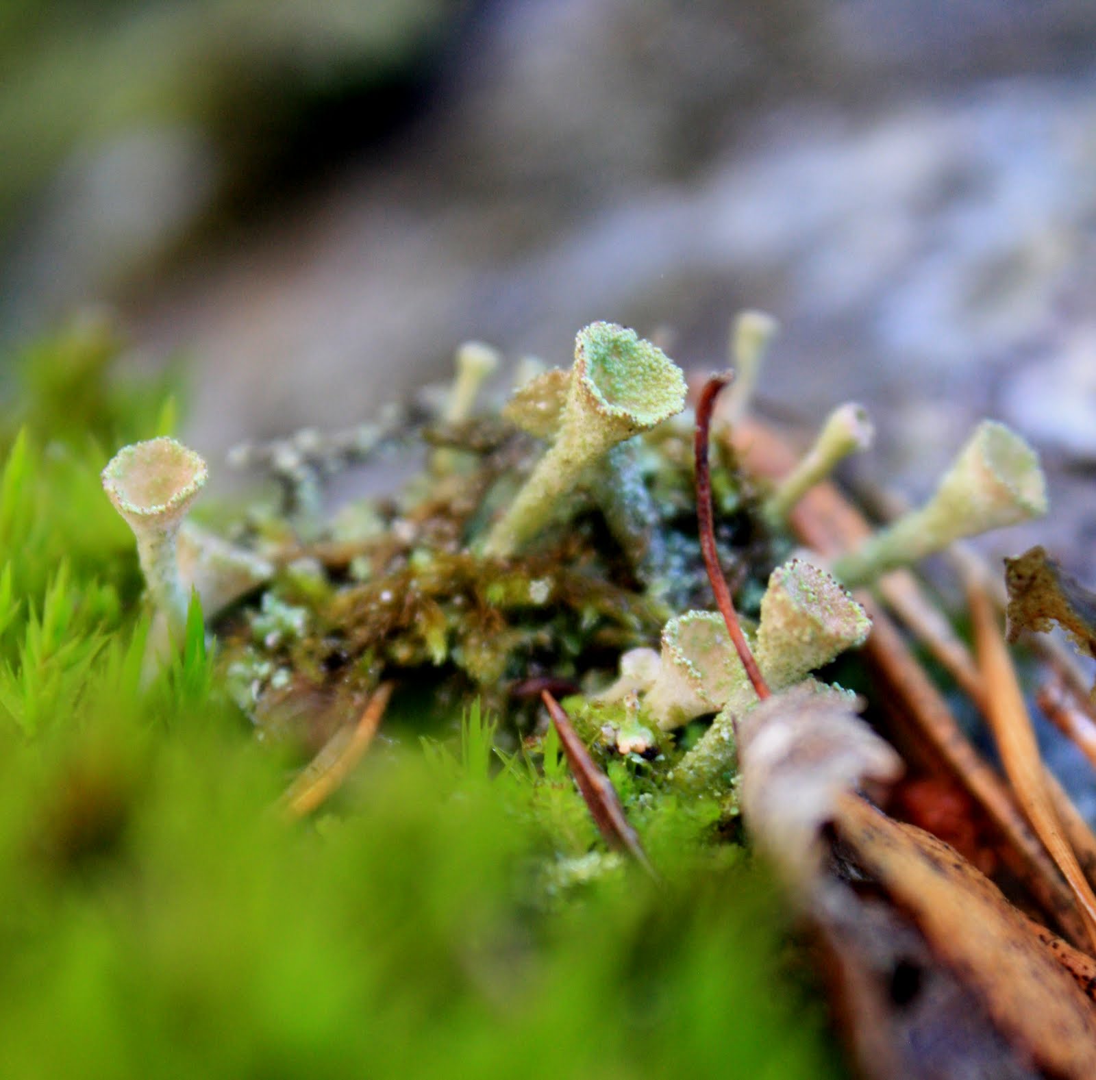 MIN NATUR: Mossa, mossa på er