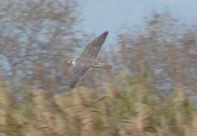 Ocells del Prat: Falcó pelegrí