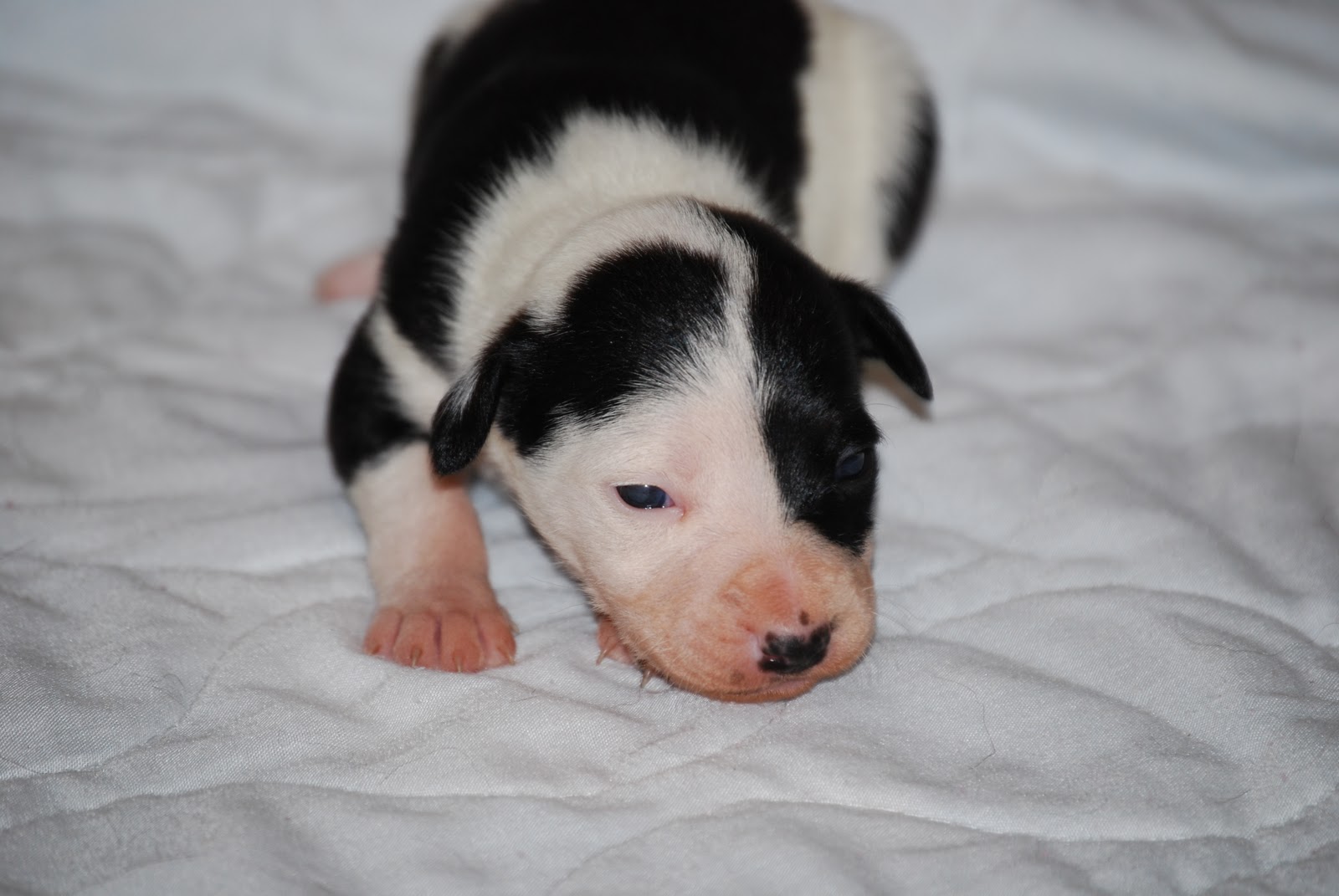 Border Staffy Pups (Genie/Tex Litter 2): 2 weeks old