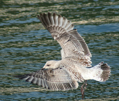 Vole, oiseau ! Défile sur la vague !: Exclusivité pour Vol Oiseau