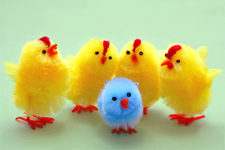 pollitos: Pollitos para Recria