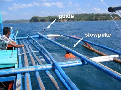 Richard's Notebook: Whalesharks: World's Largest Fish (Donsol, Sorsogon)