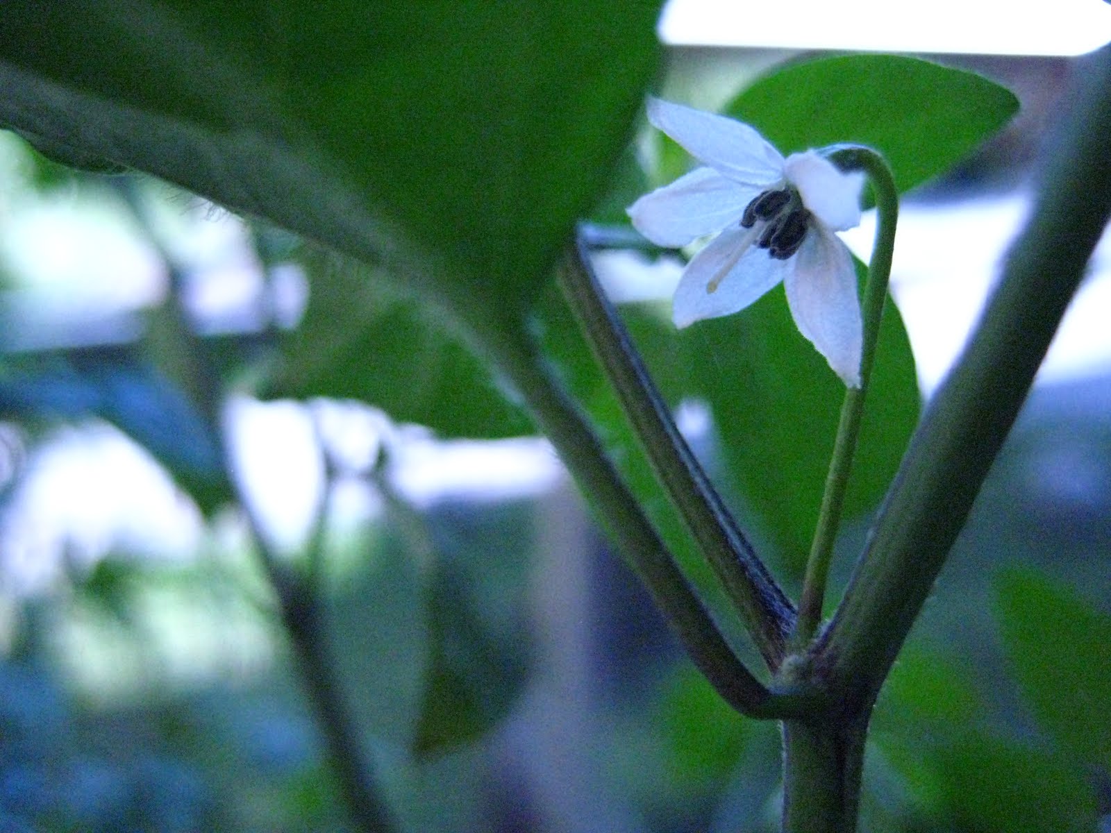 C H I L I B L O G: Mature B. Jolokia Pod and some other unmature pods.