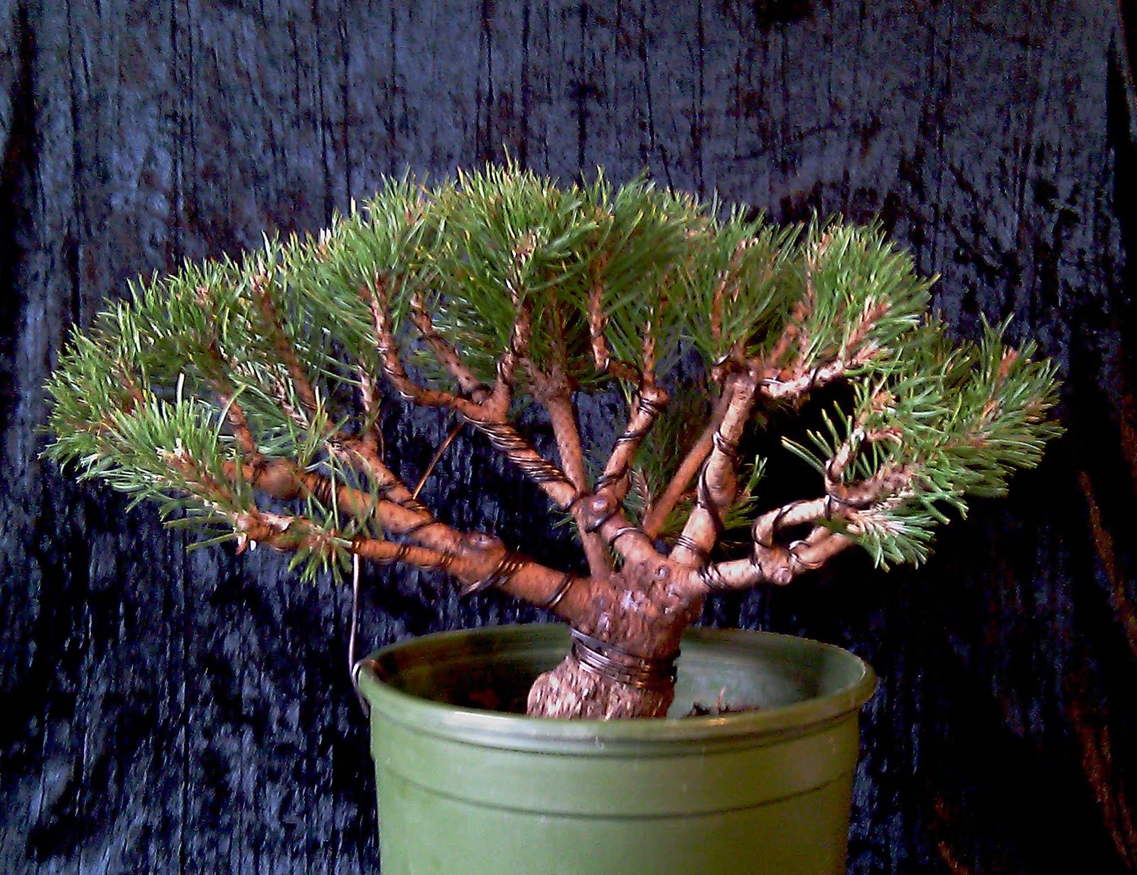 Bonsai Alec: Large Mugo Pine