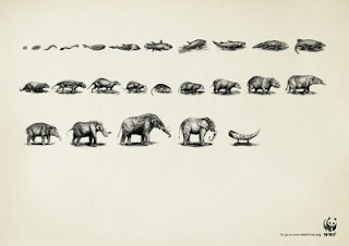 evolucion: evolucion de los animales