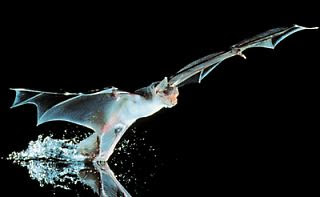 Mariana: Habitos Alimentarios