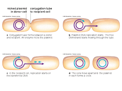 DBEB: Bacterial Conjugation