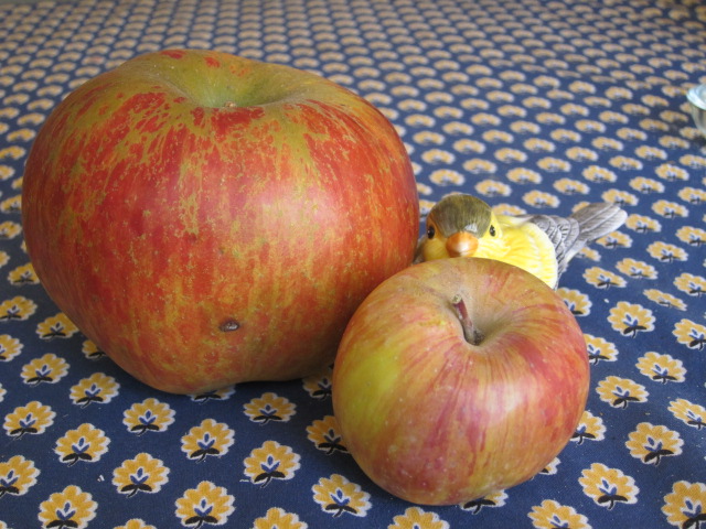 The Big Apple | Root Simple