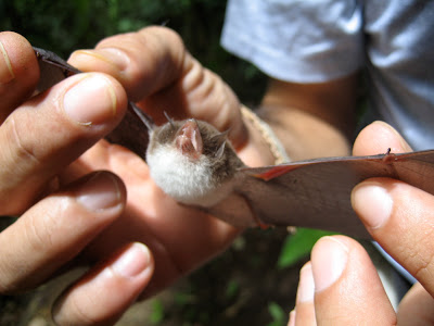 The Disk-Winged Bats of Lapa Rios