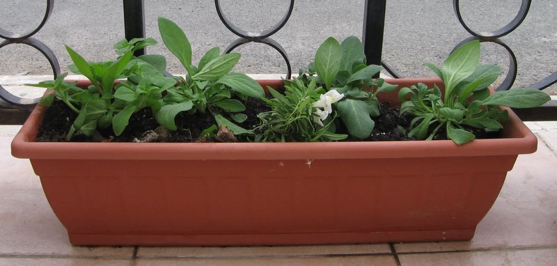 This is Cyprus...: Plants and plant pots