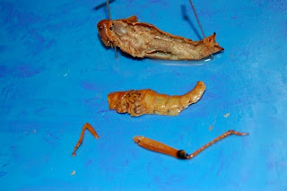 Romalea Dissection